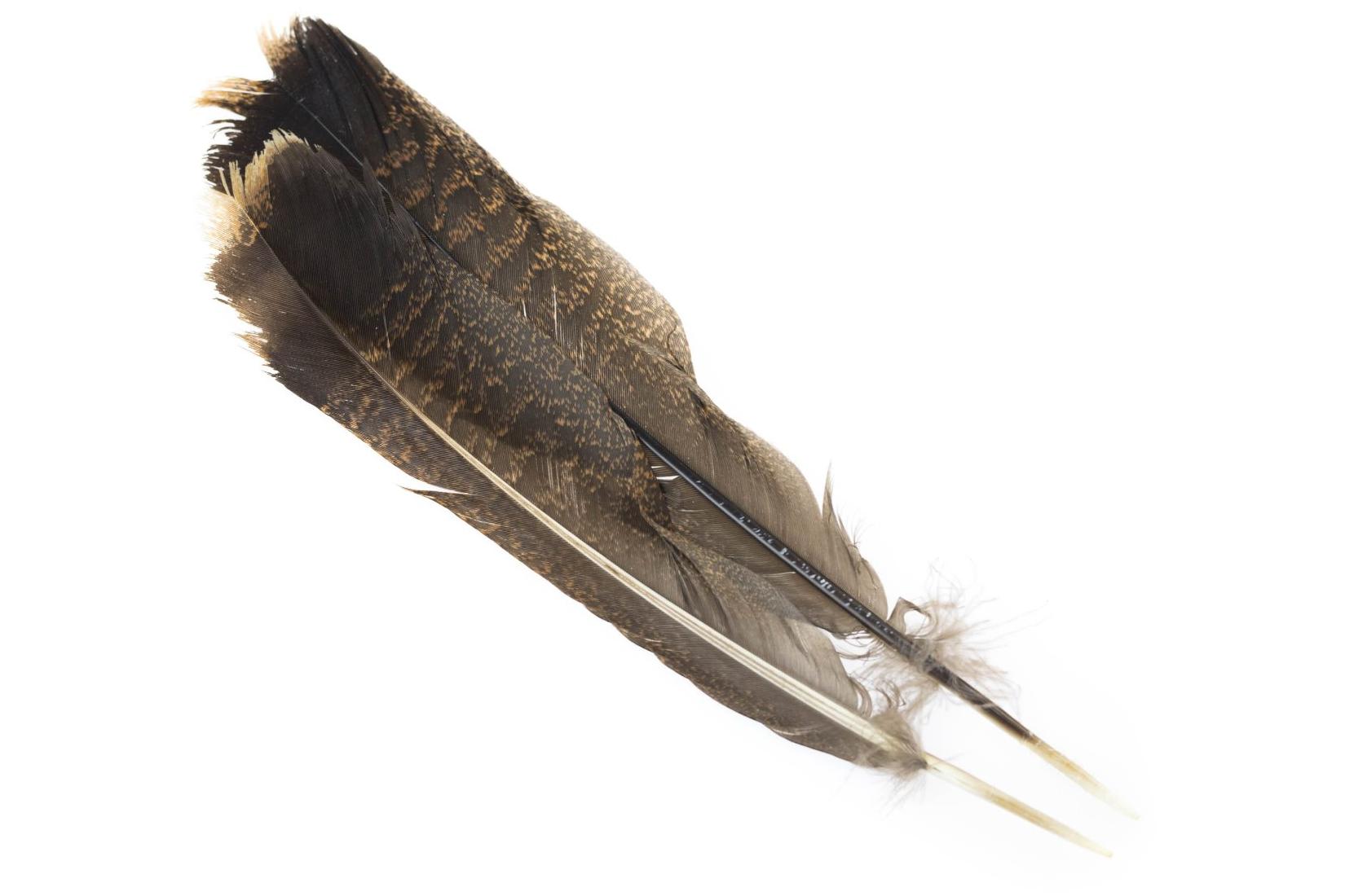 Hareline Cinnamon Tip Turkey Tail Feathers | Trident Fly Fishing