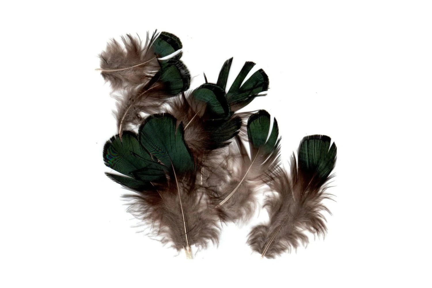 Hareline Iridescent Lady Amherst Plumage | Trident Fly Fishing
