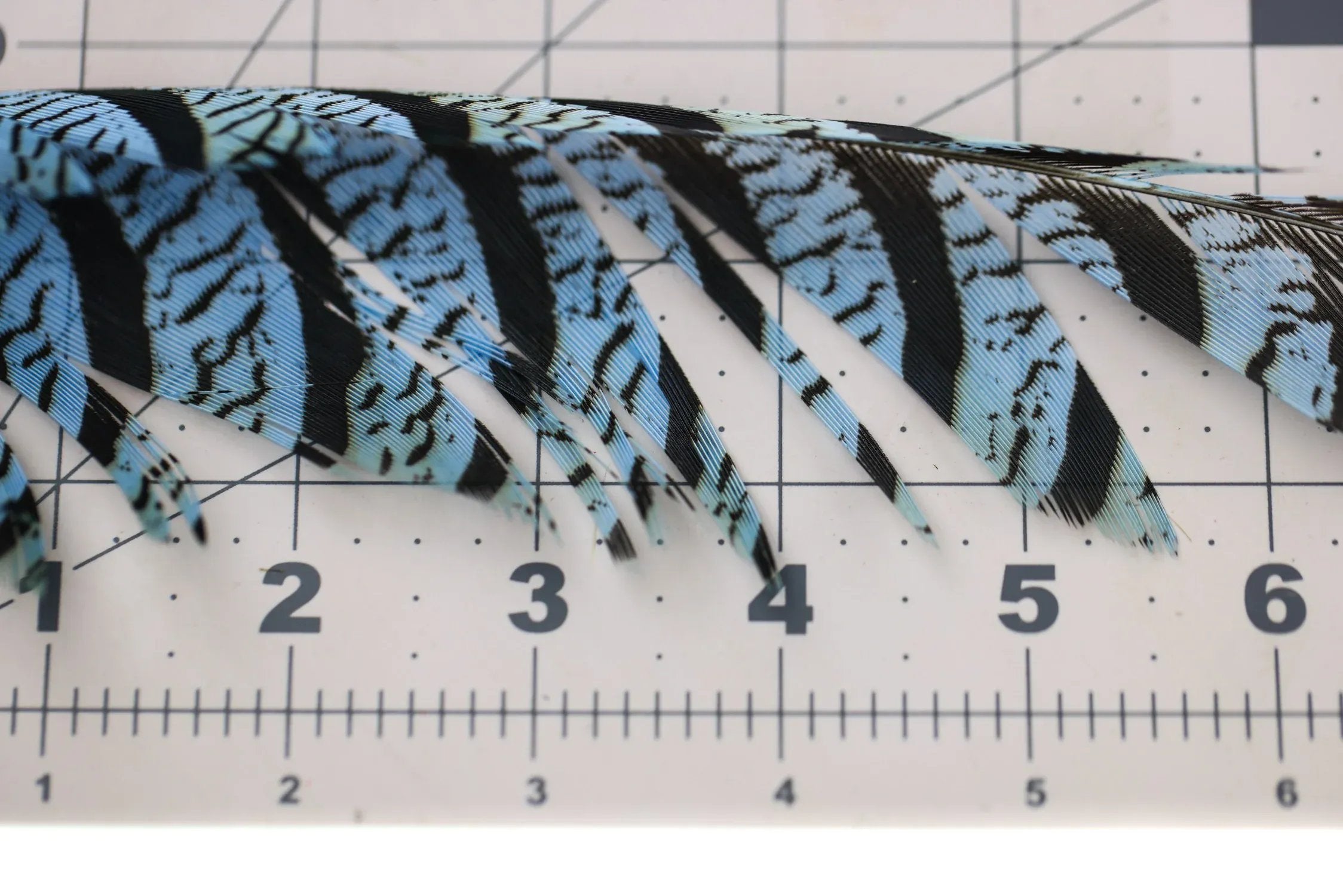 Hareline Lady Amherst Center Tail | Trident Fly Fishing