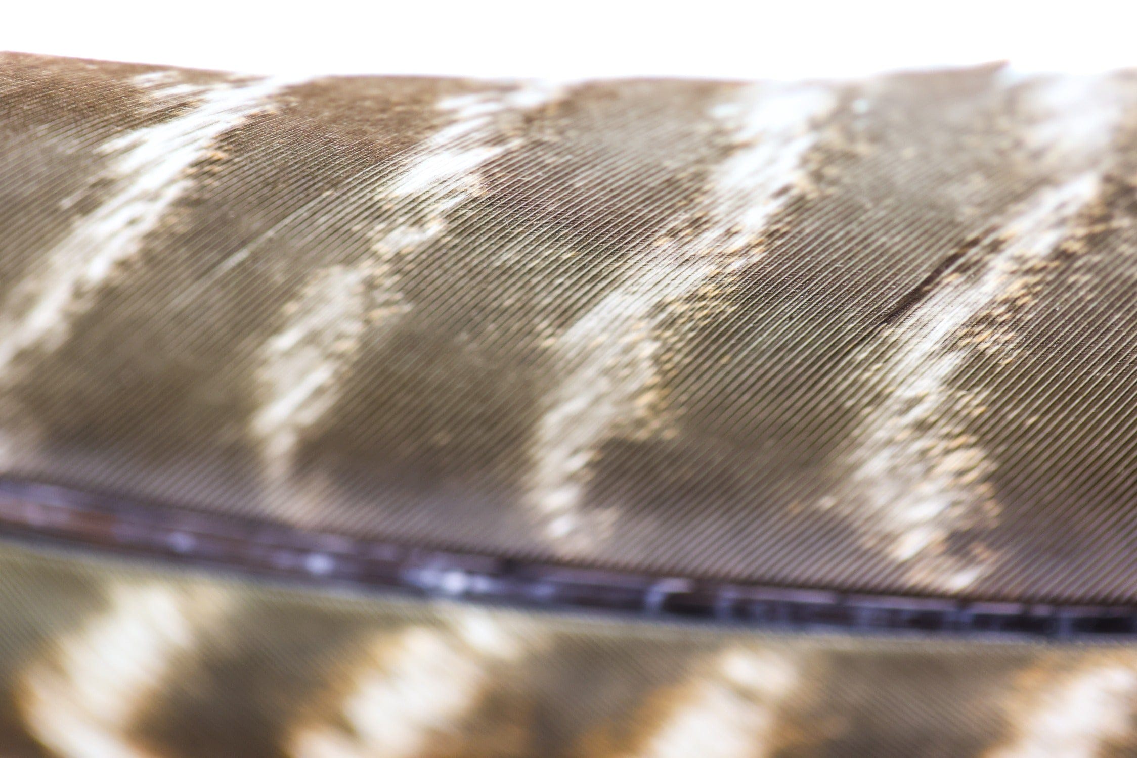 Hareline Natural Ozark Oak Mottled Turkey Quills | Trident Fly Fishing
