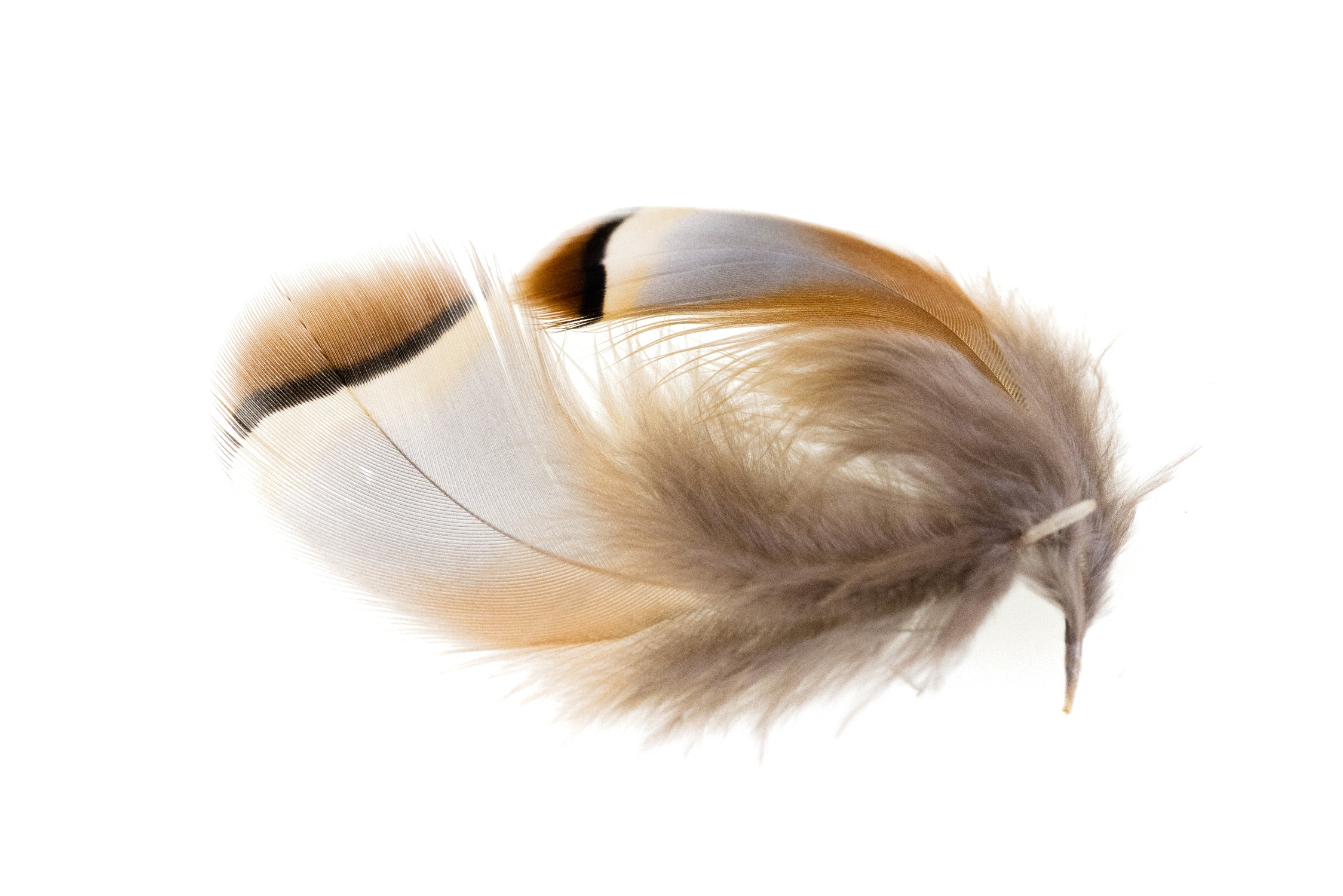 Wapsi Chukar Feathers | Trident Fly Fishing