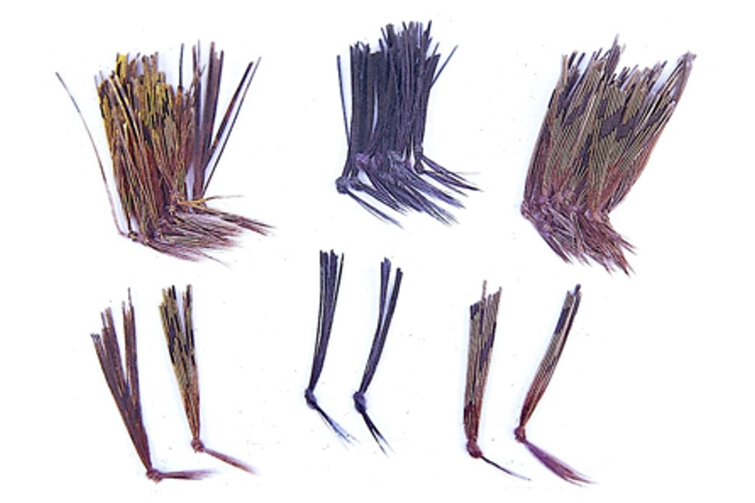 Rainy's Knotted Hopper Legs | Trident Fly Fishing
