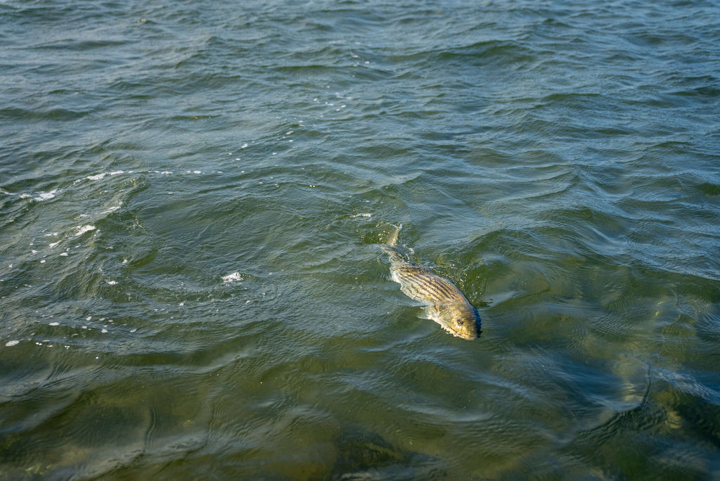 Gaspe Coastal | Trident Fly Fishing
