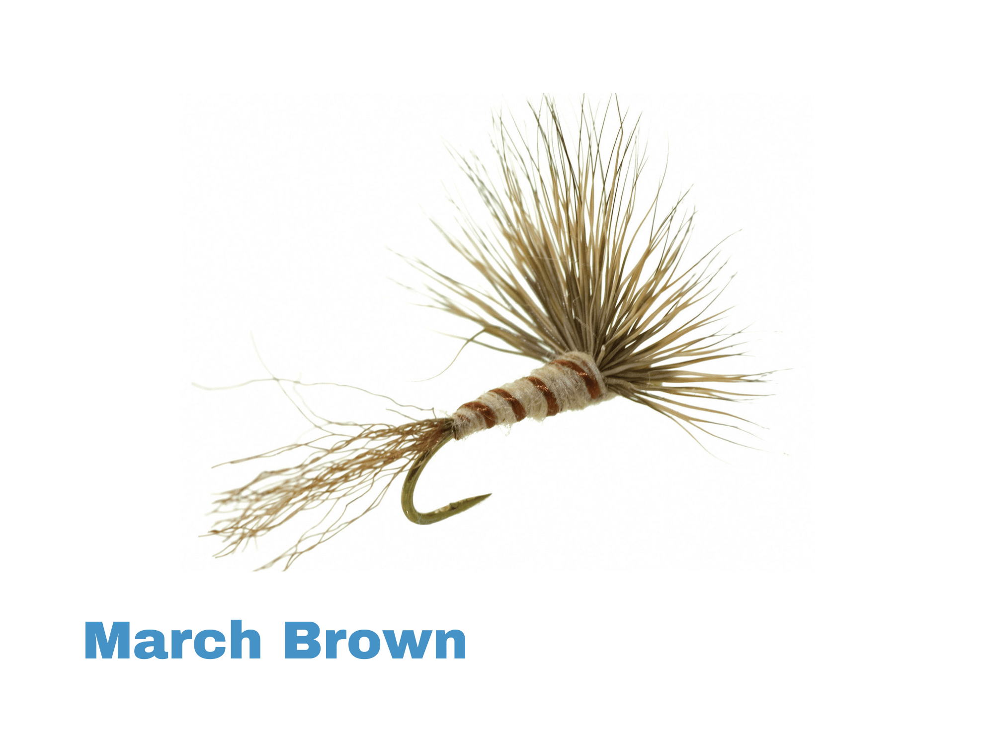 Sparkle Dun Dry Fly | Trident Fly Fishing